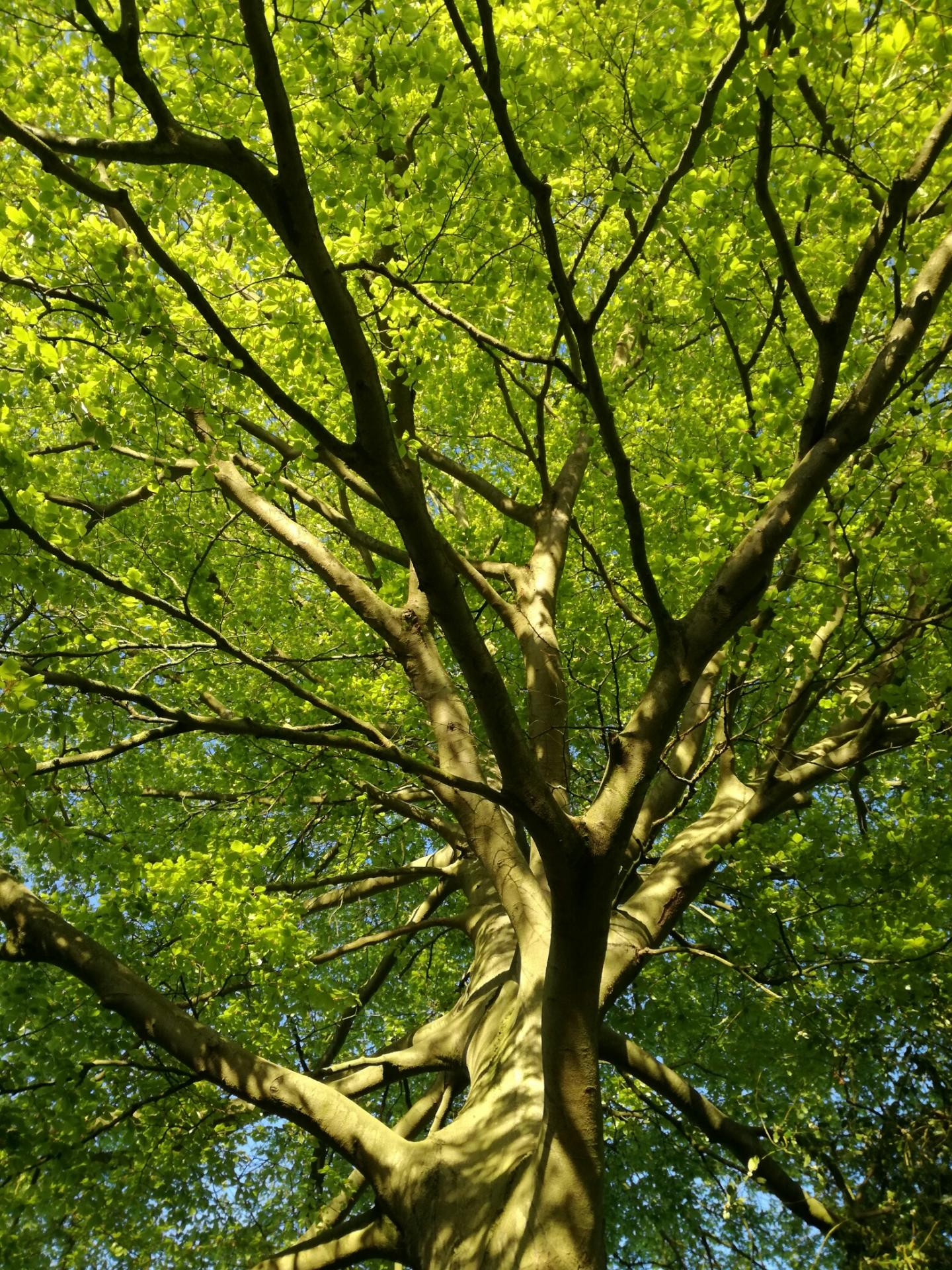 Trees [IMAGE] | EurekAlert! Science News Releases