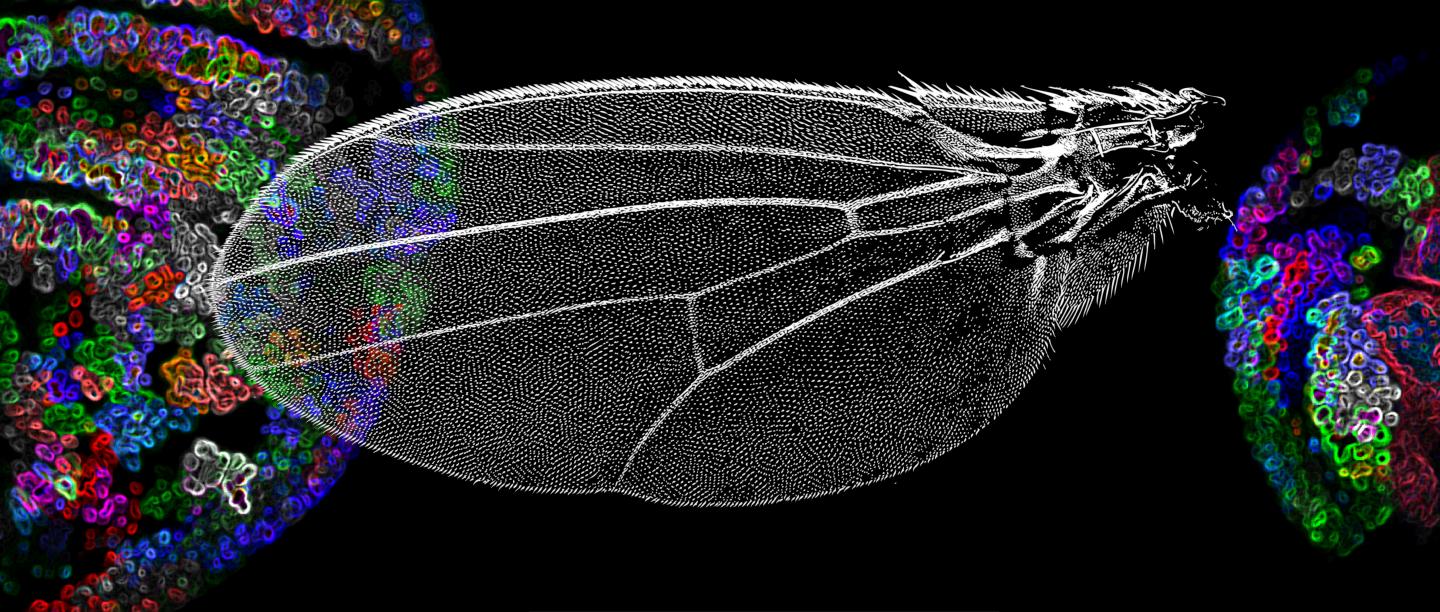 Nanobodies from camels enable the study of or | EurekAlert!
