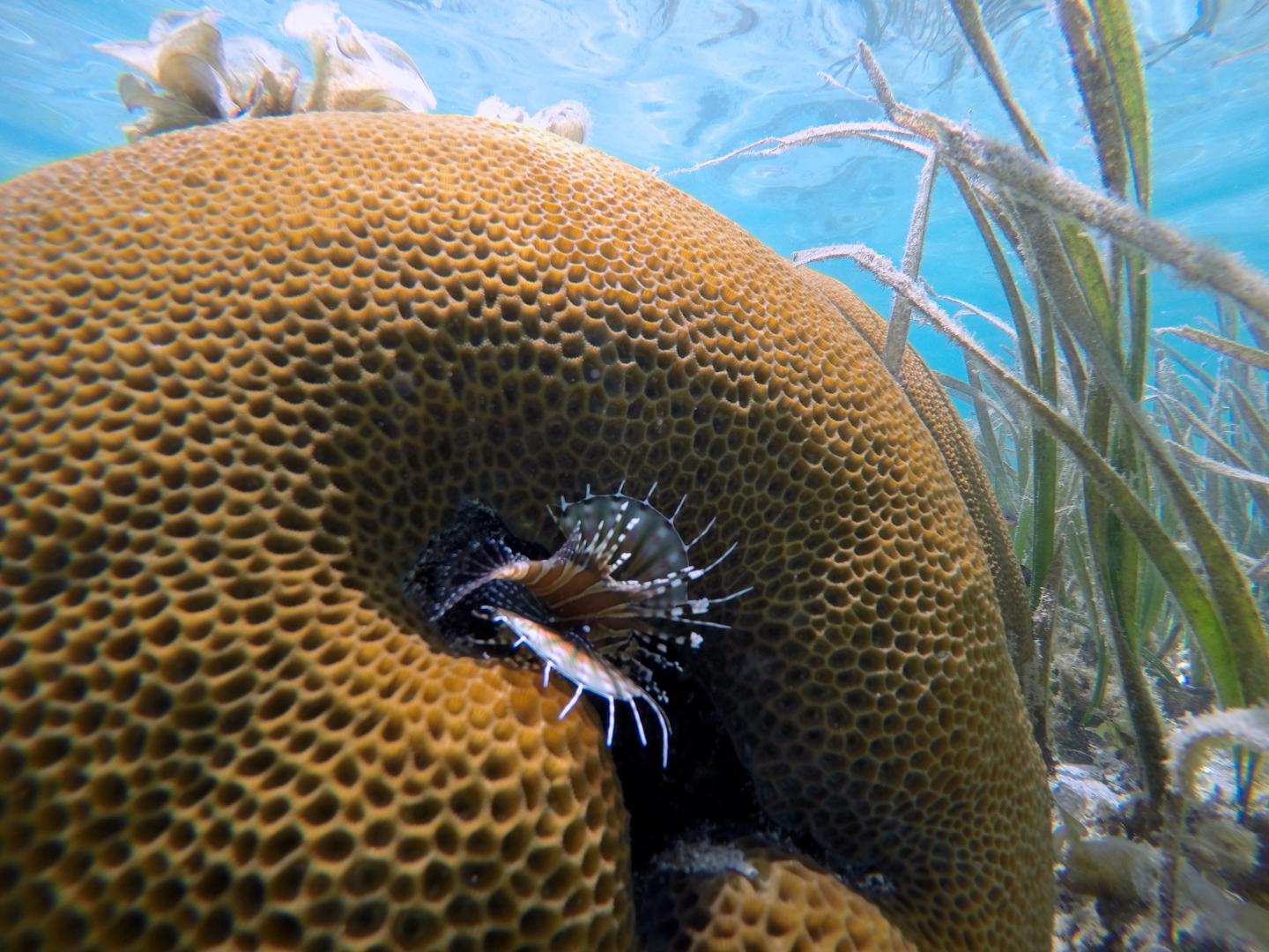 Seagrasses Greatly Reduce Bacteria, Benefitin | EurekAlert!