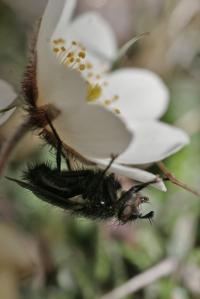 Climate change recasts the insect communities | EurekAlert!