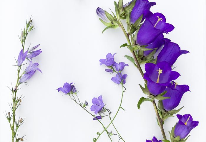 Image_2 [IMAGE] | EurekAlert! Science News Releases