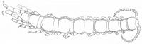 Two new species of stone centipedes found hid | EurekAlert!