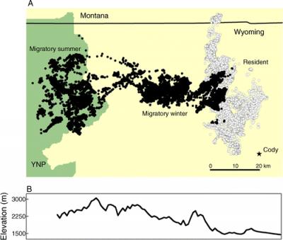 Declining fortunes of Yellowstone's migratory | EurekAlert!