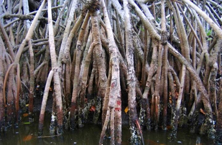 Mangrove Trees [IMAGE] | EurekAlert! Science News Releases