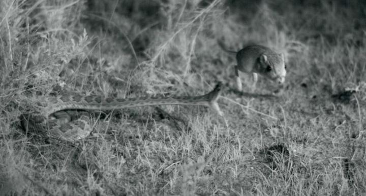Snake and Rat [IMAGE] | EurekAlert! Science News Releases