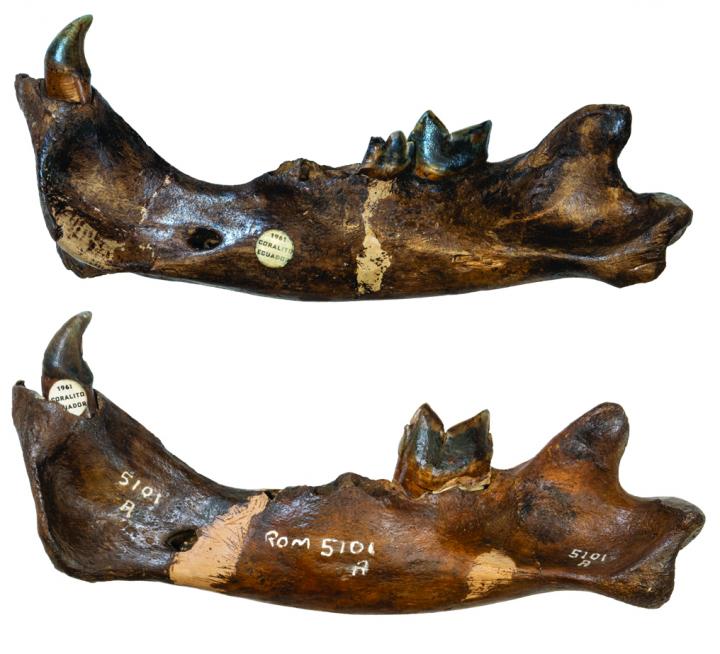 Jaws of Smilodon fatalis [IMAGE] | EurekAlert! Science News Releases