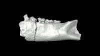 Enigmatic African fossils rewrite story of wh | EurekAlert!