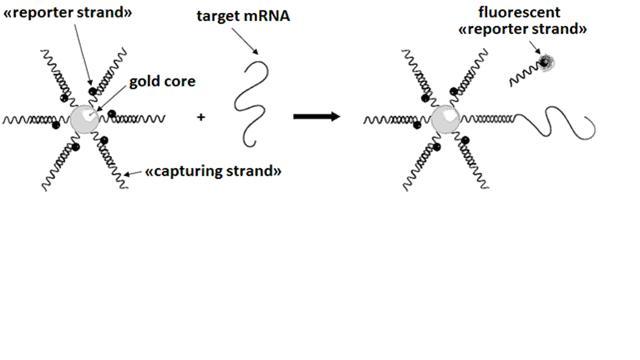 The Interaction Between an RNA [IMAGE] | EurekAlert! Science News Releases