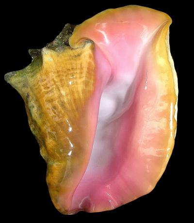 Queen Conch Shell [IMAGE] | EurekAlert! Science News Releases
