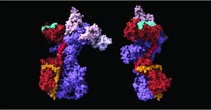 Telomere molecules [IMAGE] | EurekAlert! Science News Releases