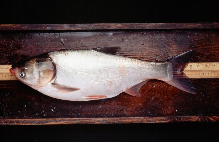 Study: Invasive silver carp reduce movement i | EurekAlert!