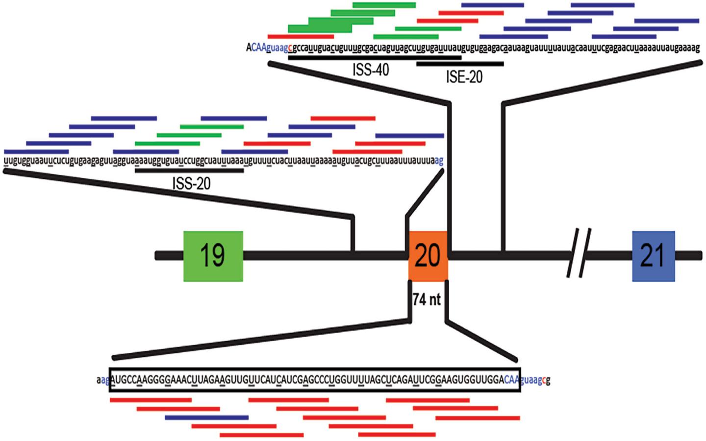 Therapeutic RNA corrects splicing defect that | EurekAlert!