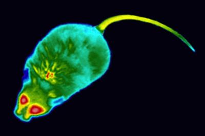 Infrared Image of Mouse [IMAGE] | EurekAlert! Science News Releases