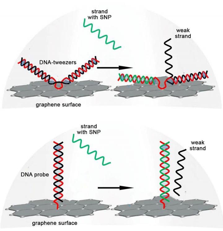 Cartoon: DNA Strand Displaceme [IMAGE] | EurekAlert! Science News Releases