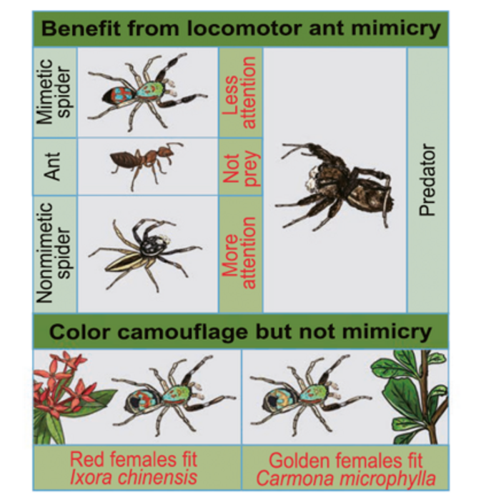 The jumping spider Siler colli [IMAGE] | EurekAlert! Science News Releases