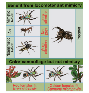 Siler collingwoodi, an ant-mim [IMAGE] | EurekAlert! Science News Releases