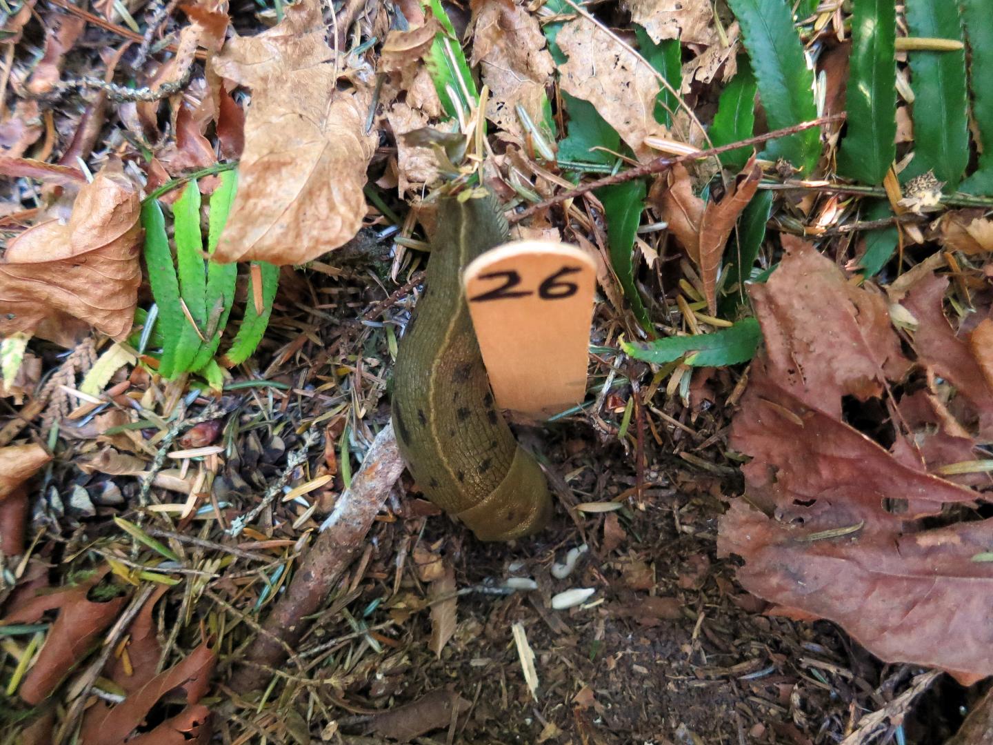 Seed Predation Increases Toward Tropics And L Eurekalert