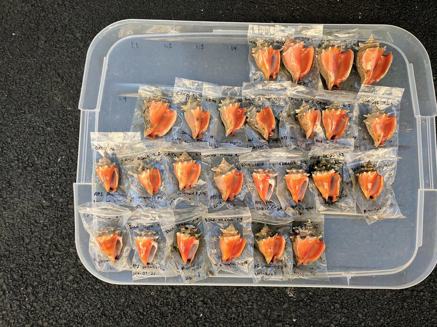 collected conch shells.jpg [IMAGE] | EurekAlert! Science News Releases