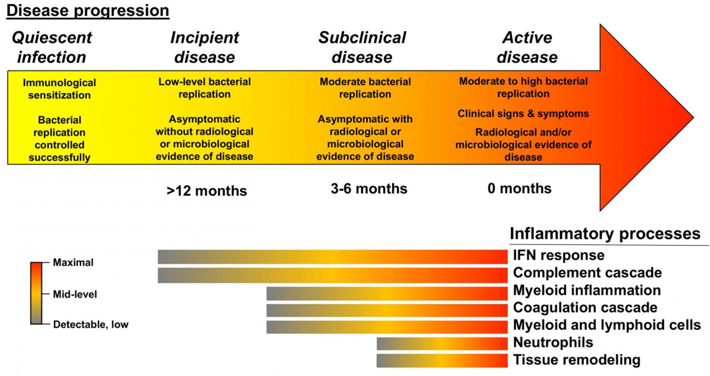 Progression from infection to pulmonary tuber | EurekAlert!