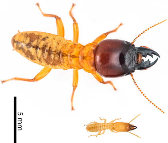 A schematic showing the size v [IMAGE] | EurekAlert! Science News Releases