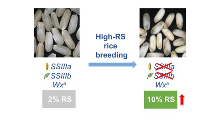 Scientists make advance in breeding high resi | EurekAlert!