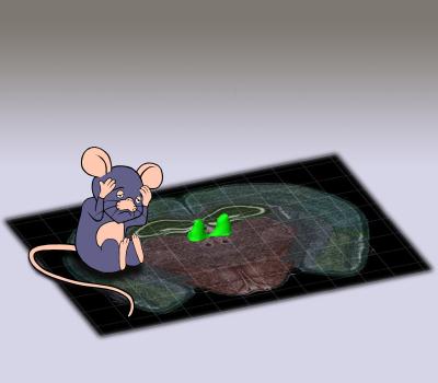 A Molecule on the Road to Depression (4 of 4) | EurekAlert!