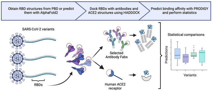 In Silico Methodology for BA.2 [IMAGE] | EurekAlert! Science News Releases