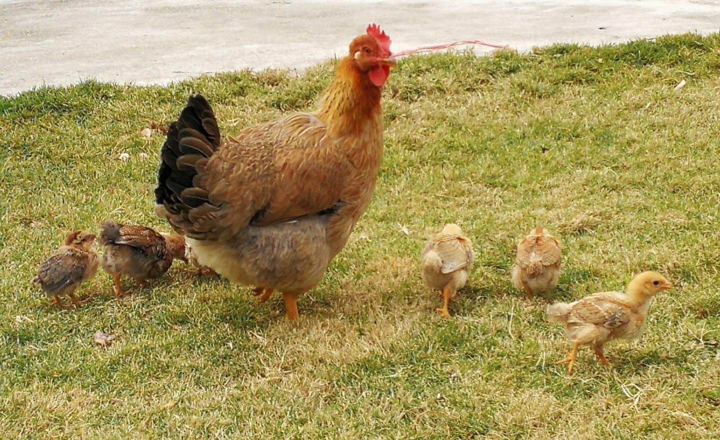Chicken with Chicks [IMAGE] | EurekAlert! Science News Releases