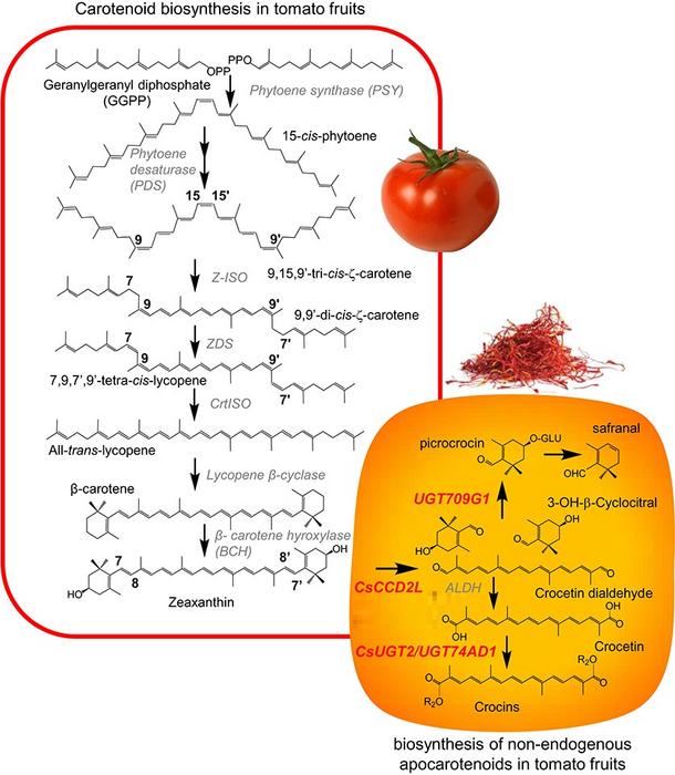 Fig. 1 [IMAGE] | EurekAlert! Science News Releases