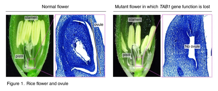 Rice production depends on TAB1 gene, researc | EurekAlert!