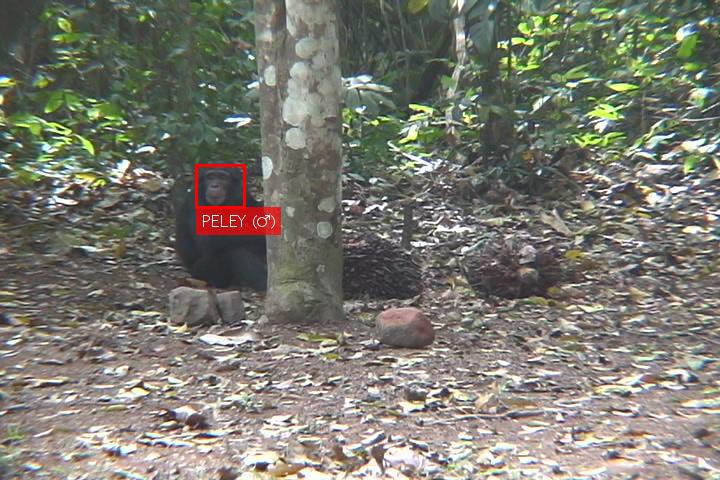 Deep Learning Tool Uses Large Video Datasets | EurekAlert!