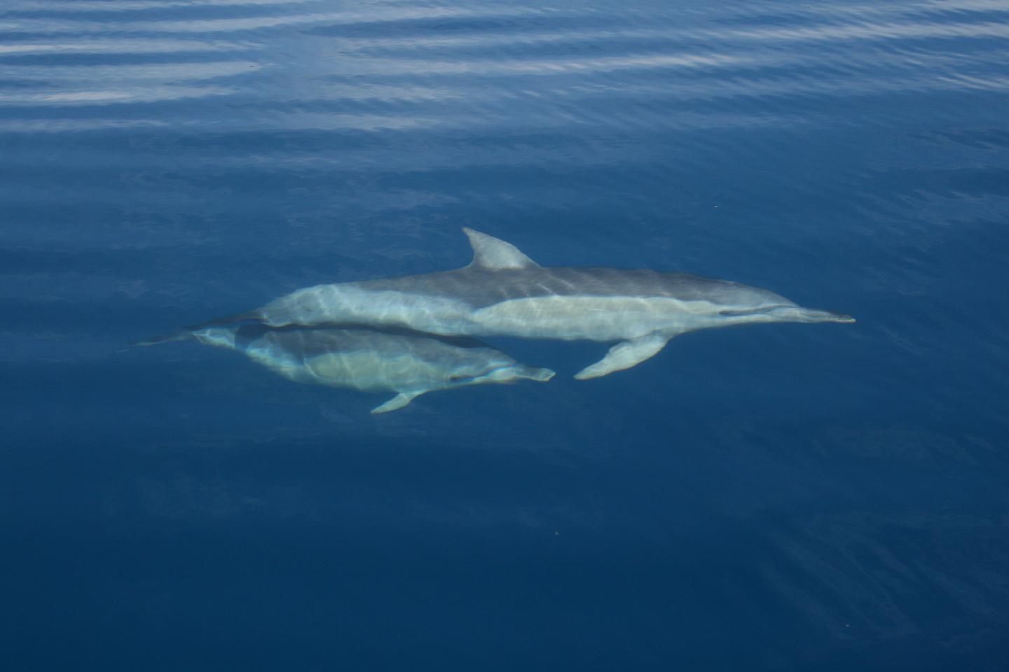 common dolphin with calf [IMAGE] | EurekAlert! Science News Releases