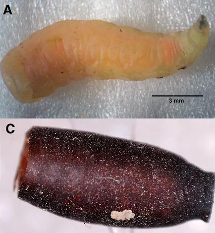 Philornis downsi Larva [IMAGE] | EurekAlert! Science News Releases