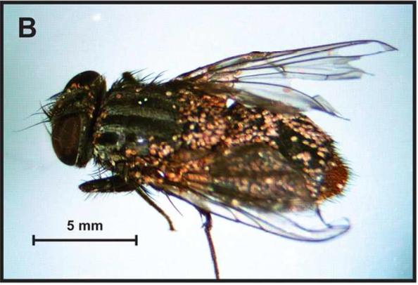 Hitchhiking mites can provide clues to forens | EurekAlert!