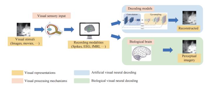 Neural decoding of visual information across | EurekAlert!