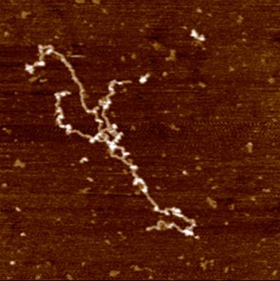 Mucin Molecule [IMAGE] | EurekAlert! Science News Releases