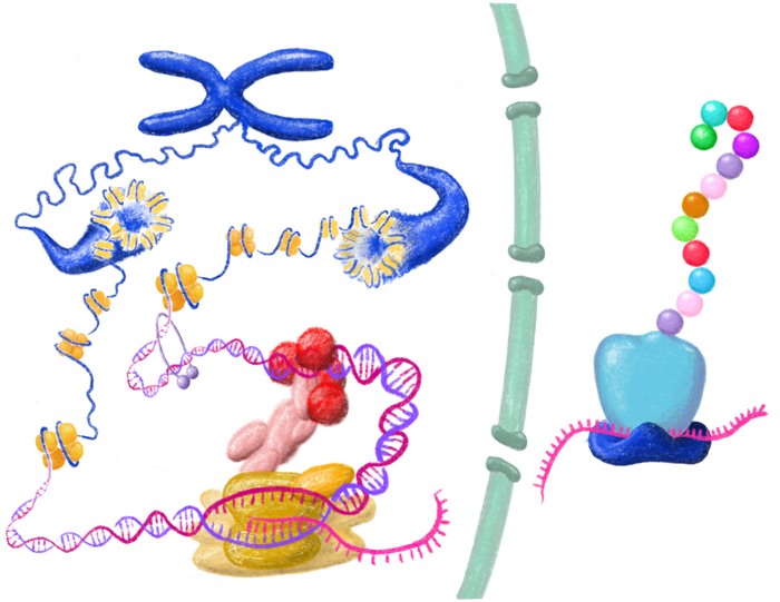 biopolymers [IMAGE] | EurekAlert! Science News Releases