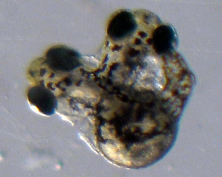 Double-Headed Zebrafish [IMAGE] | EurekAlert! Science News Releases