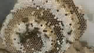 Social Insects | EurekAlert!