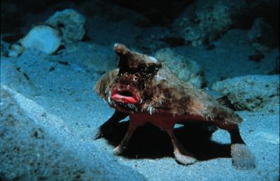 Bat-fish | EurekAlert!