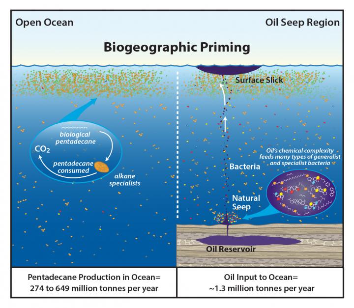 Biogeographic Priming [IMAGE] | EurekAlert! Science News Releases