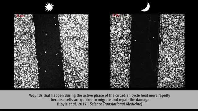Wound Healing Guided by Cellular Clock (1 of | EurekAlert!