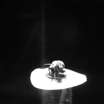 Halteres, essential for flight in all flies, | EurekAlert!