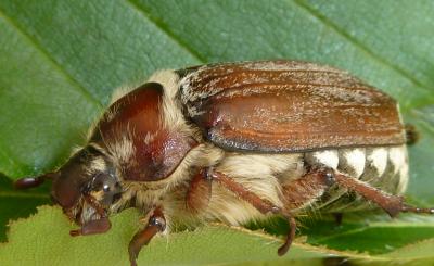 Forest Cockchafer [IMAGE] | EurekAlert! Science News Releases