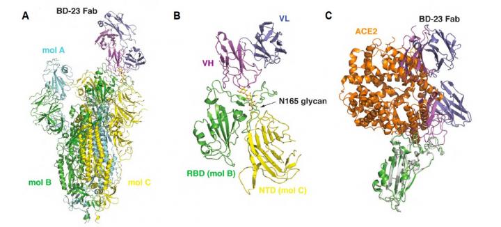 Cryo-EM Structure [IMAGE] | EurekAlert! Science News Releases