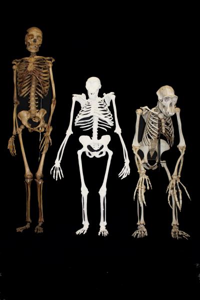 Human Evolution Takes a Twist With Austral | EurekAlert!