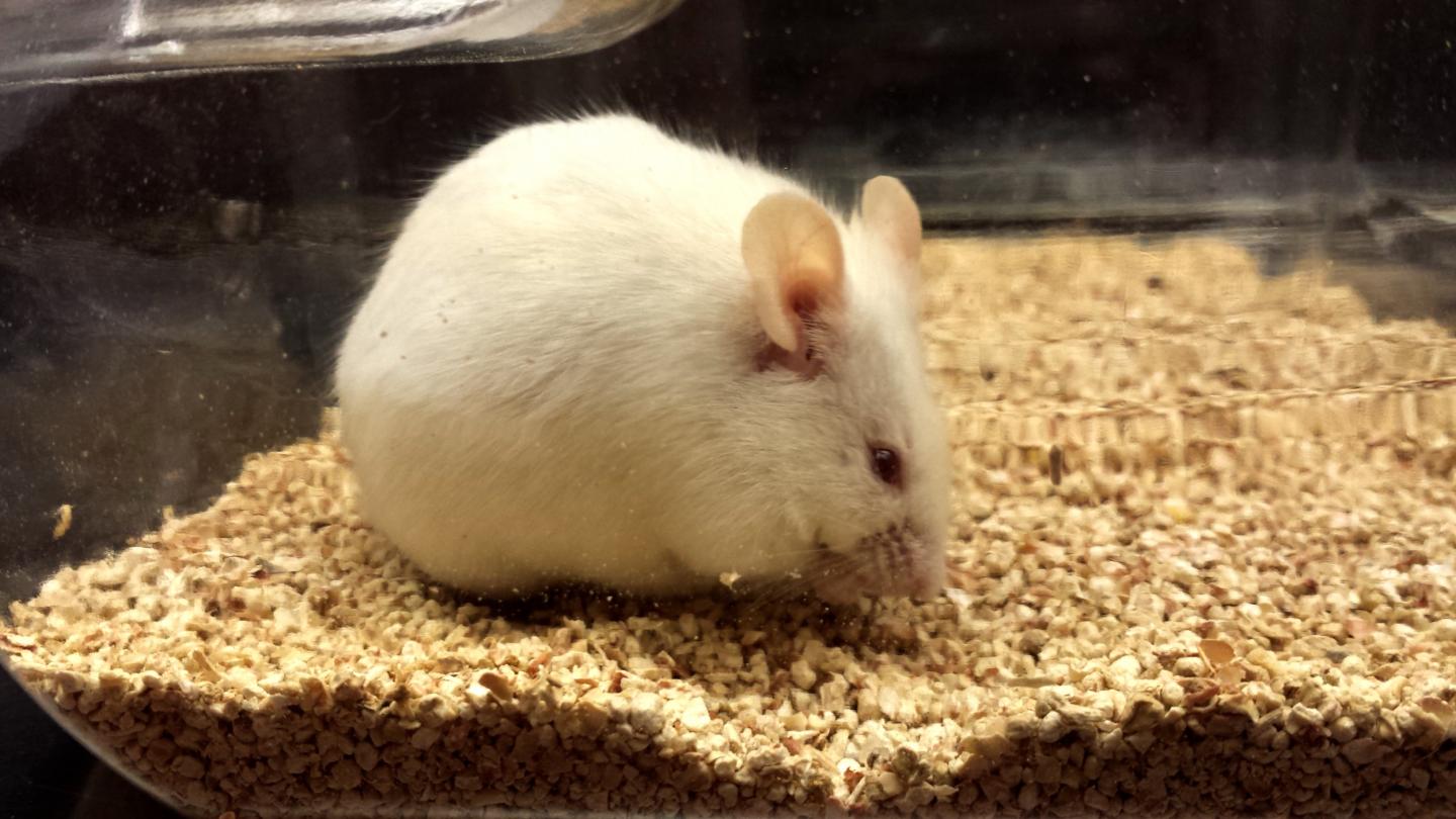 Old Mouse [IMAGE] | EurekAlert! Science News Releases