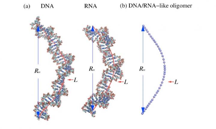 Illustrations of Double-Strand [IMAGE] | EurekAlert! Science News Releases