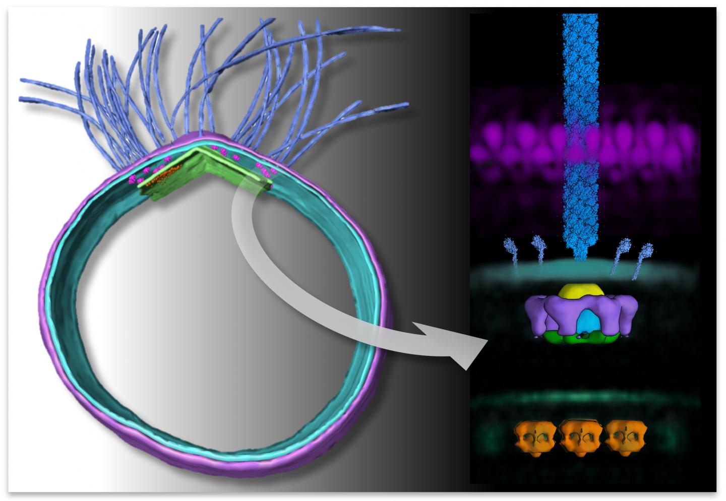 Archaellum Image [IMAGE] | EurekAlert! Science News Releases