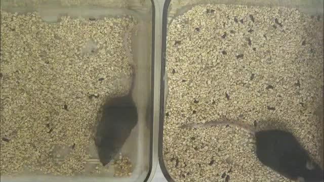 Mice, Not Just Primates, Feel the Impulse of | EurekAlert!